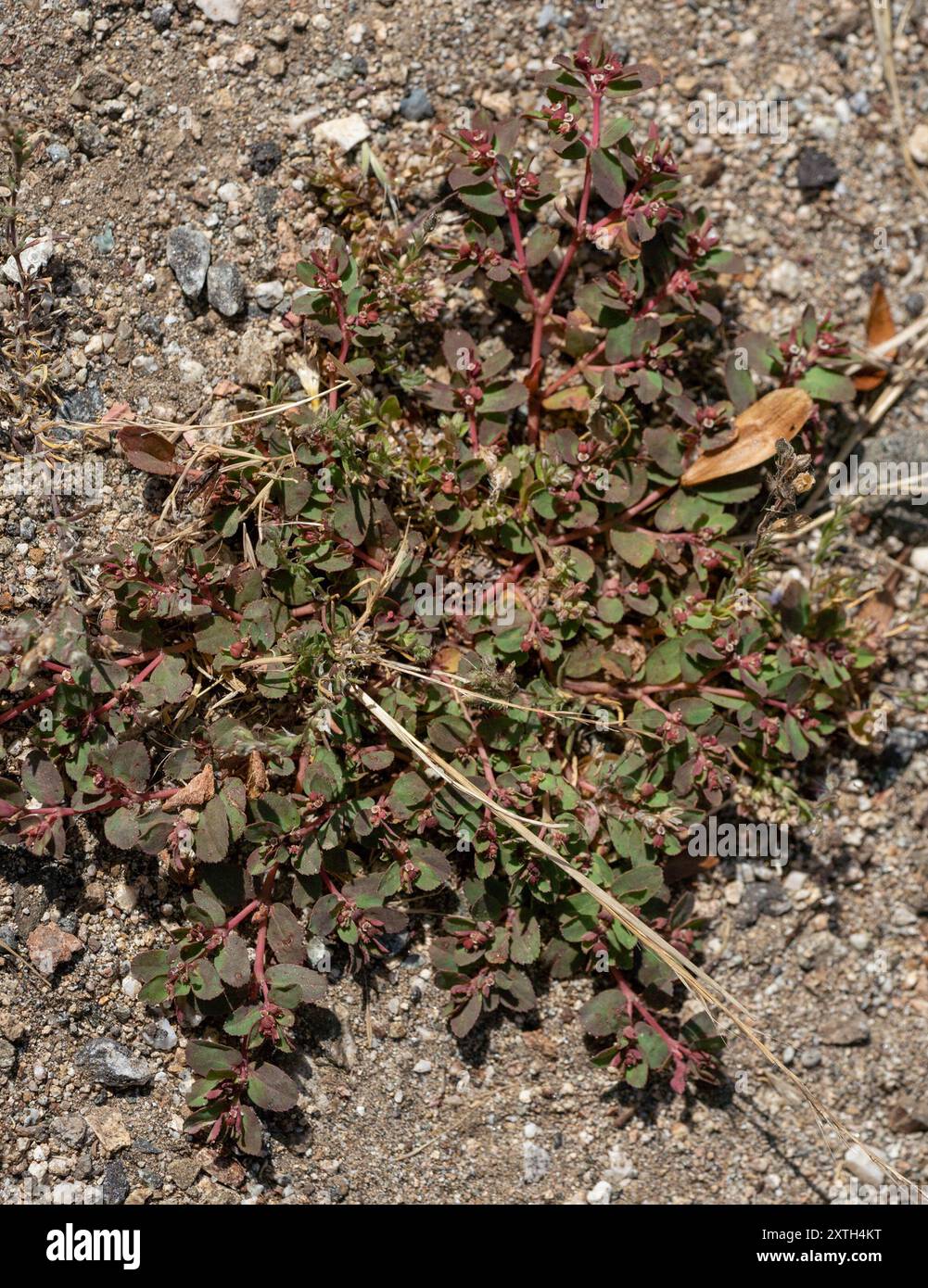 Thymeleaf Sandmat (Euphorbia serpillifolia) Plantae Stock Photo - Alamy