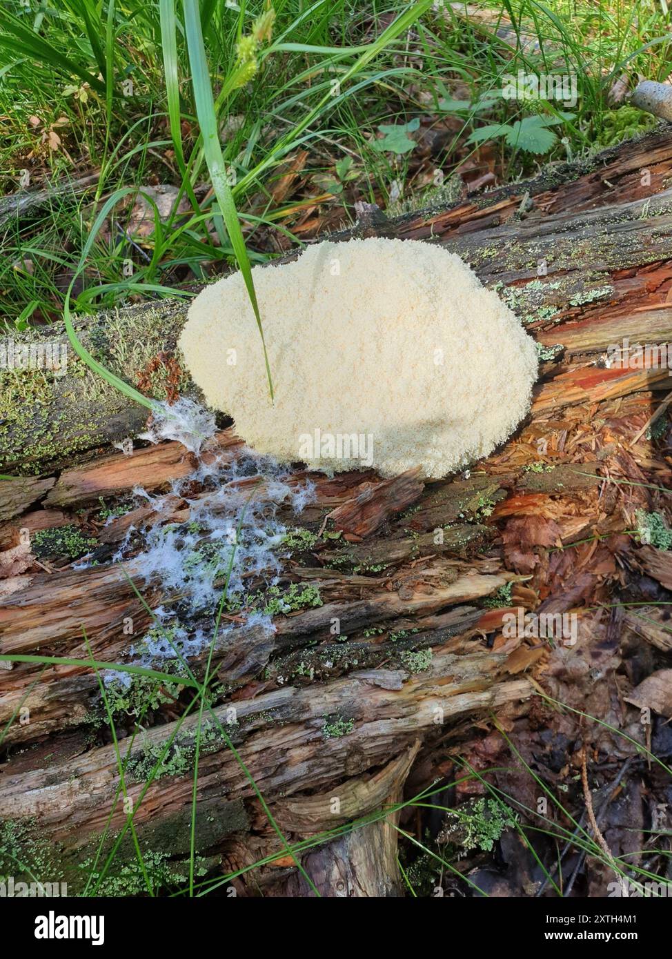 (Fuligo septica candida) Protozoa Stock Photo - Alamy
