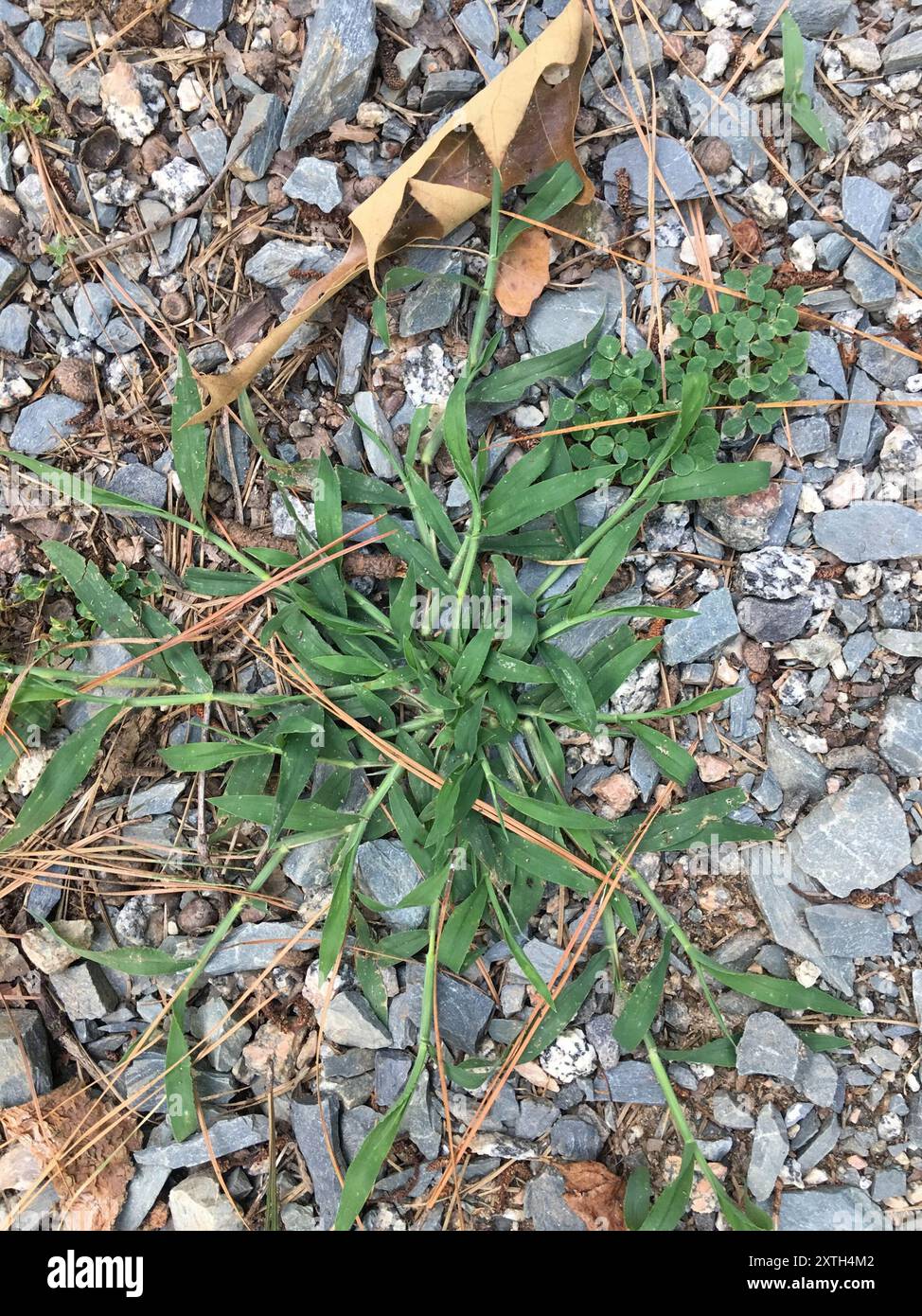Hairy Crabgrass (Digitaria sanguinalis) Plantae Stock Photo - Alamy