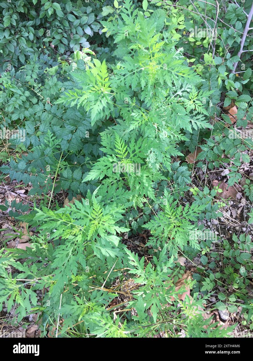 common ragweed (Ambrosia artemisiifolia) Plantae Stock Photo - Alamy