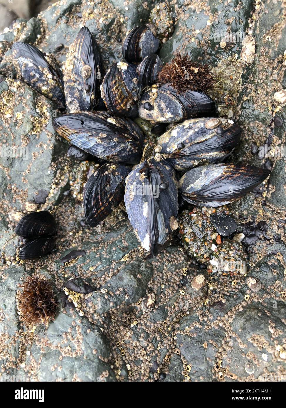 California Mussel (Mytilus californianus) Mollusca Stock Photo - Alamy