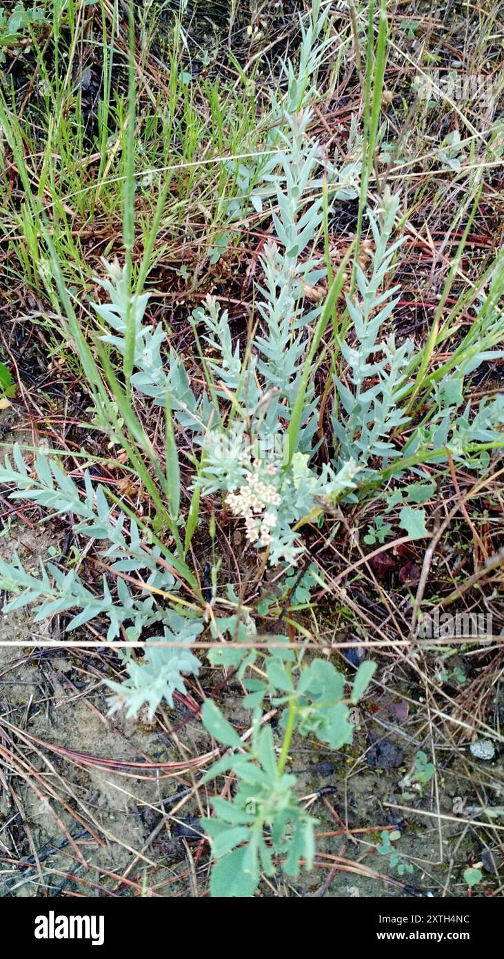 bastard toadflax (Comandra umbellata) Plantae Stock Photo - Alamy