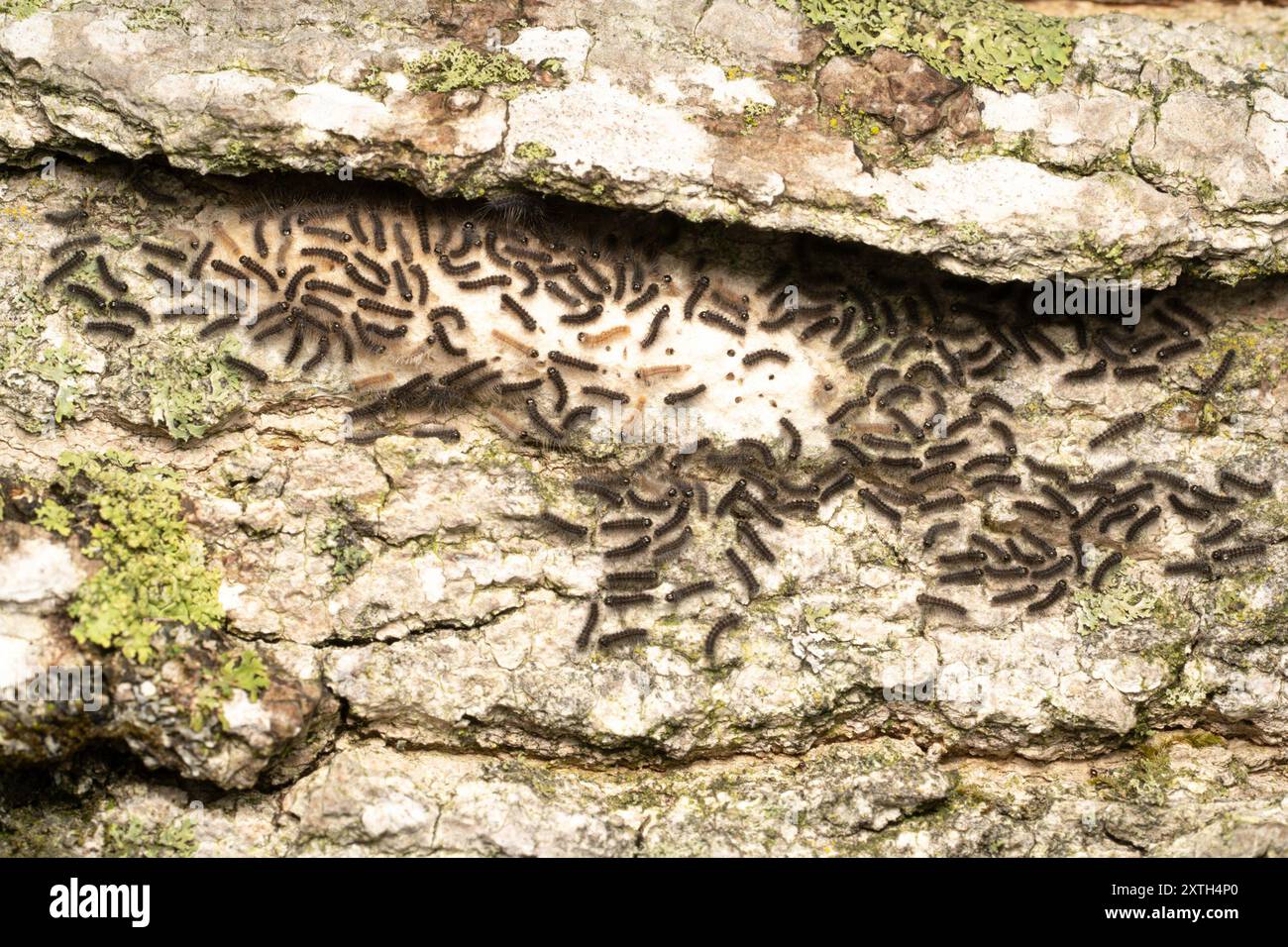 Spongy Moth (Lymantria dispar) Insecta Stock Photo - Alamy