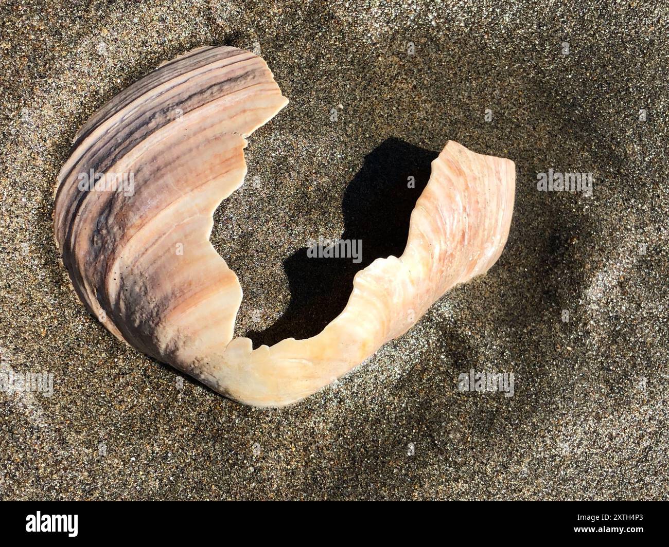 Trough Shells (Mactridae) Mollusca Stock Photo - Alamy