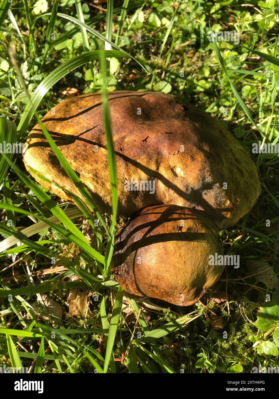 boletes (Boletaceae) Fungi Stock Photo - Alamy