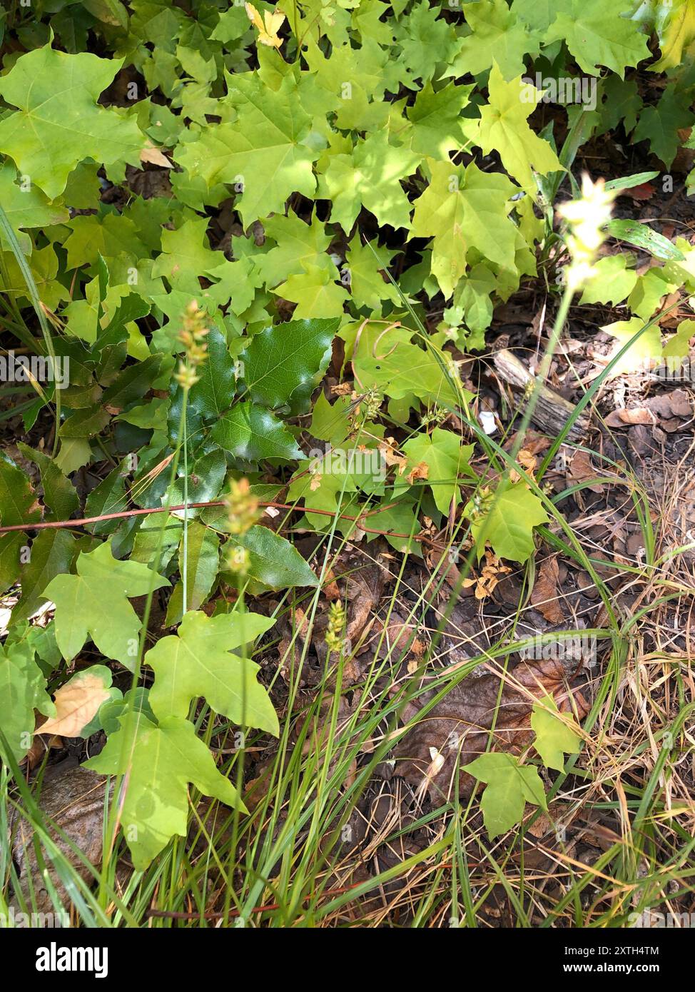 Spiked Sedge (Carex spicata) Plantae Stock Photo - Alamy