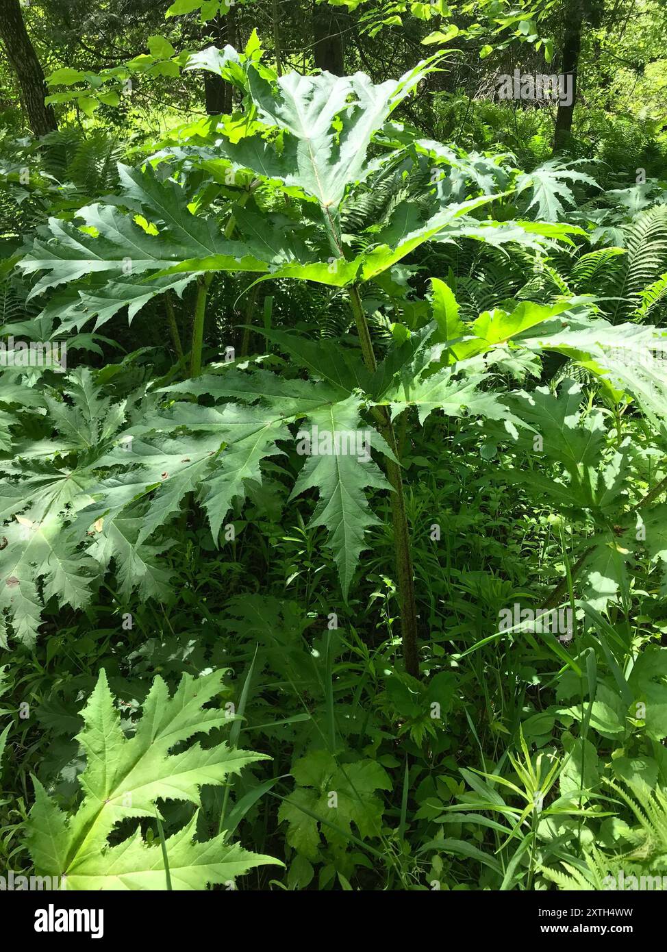 Giant Hogweed (Heracleum mantegazzianum) Plantae Stock Photo - Alamy