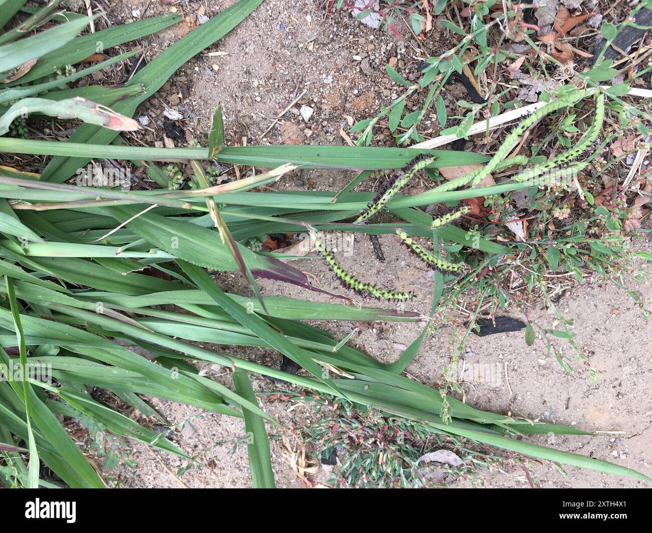 Dallis grass (Paspalum dilatatum) Plantae Stock Photo - Alamy