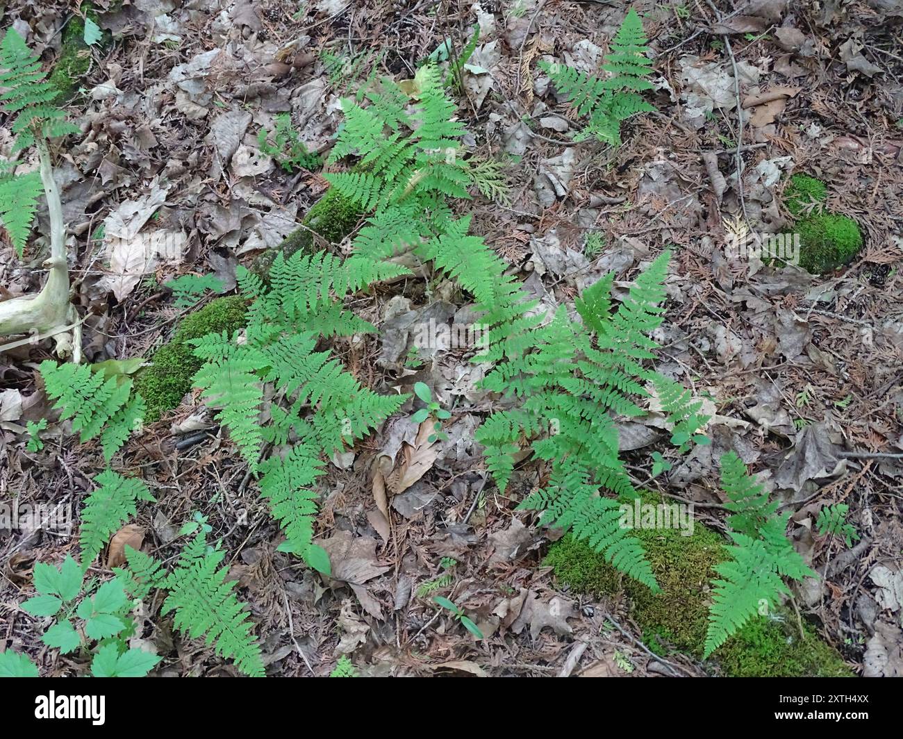 bulblet fern (Cystopteris bulbifera) Plantae Stock Photo - Alamy