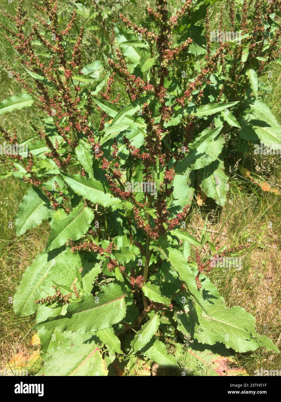 broad-leaved dock (Rumex obtusifolius) Plantae Stock Photo - Alamy