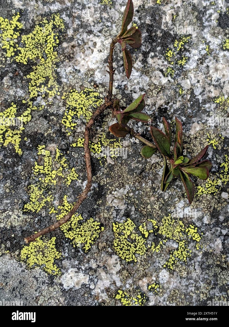 vascular plants (Tracheophyta) Plantae Stock Photo - Alamy