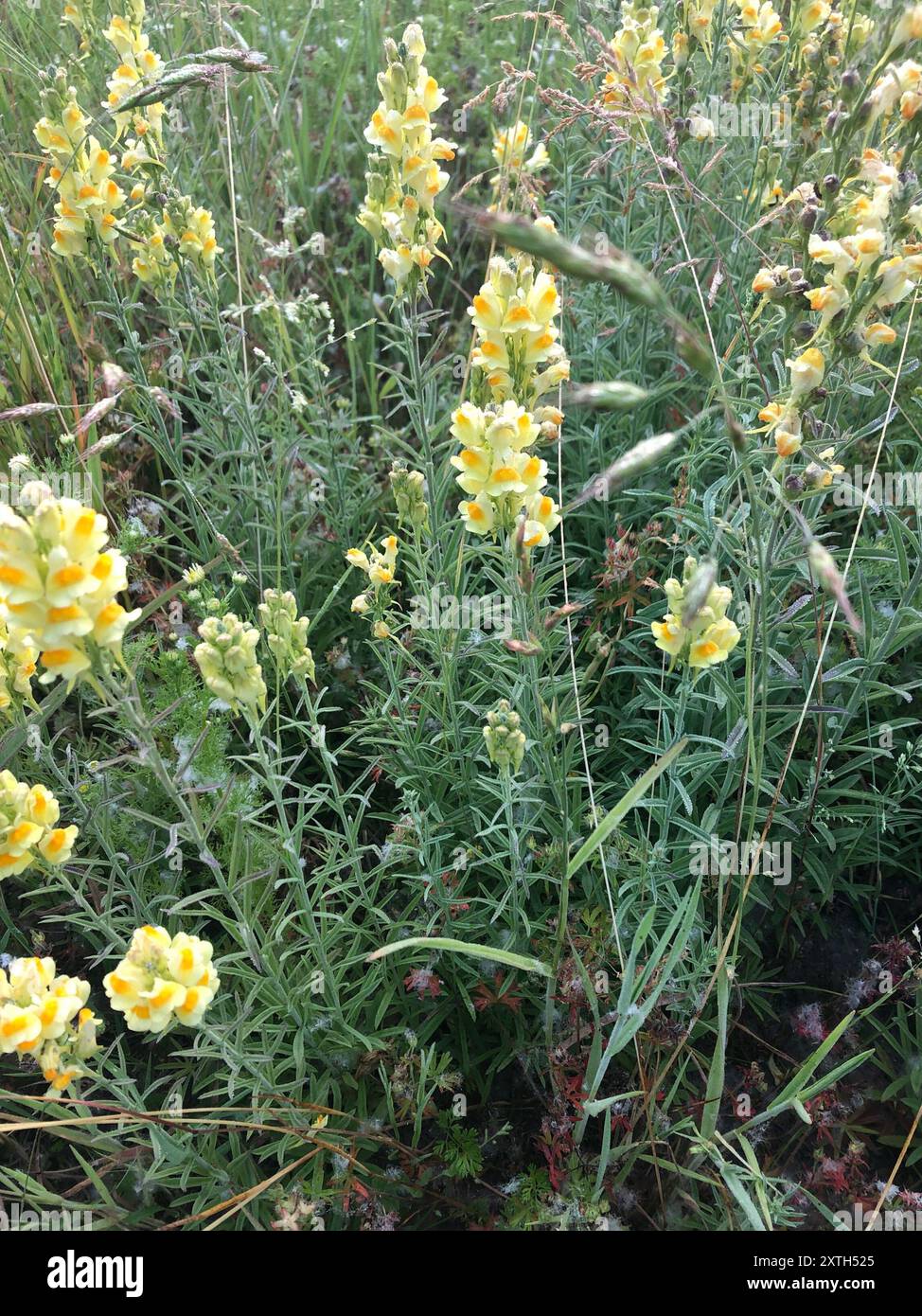 common toadflax (Linaria vulgaris) Plantae Stock Photo - Alamy