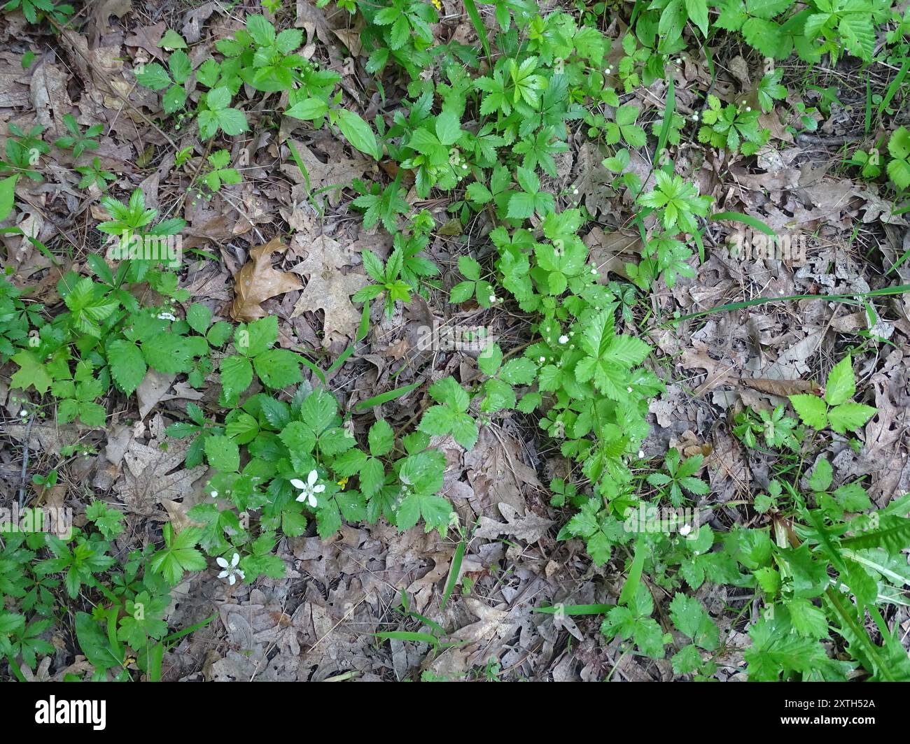 Common Dewberry (Rubus flagellaris) Plantae Stock Photo - Alamy
