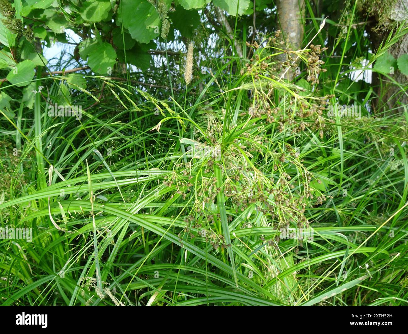 Wood Club-rush (Scirpus sylvaticus) Plantae Stock Photo - Alamy