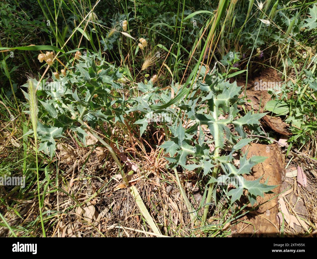 Field Eryngo (Eryngium campestre) Plantae Stock Photo - Alamy