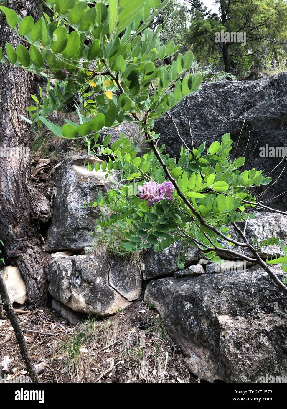 New Mexico locust (Robinia neomexicana) Plantae Stock Photo - Alamy