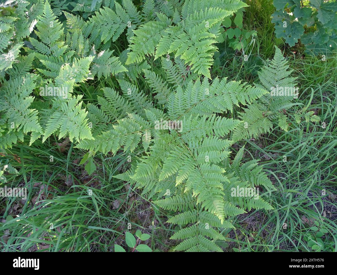 common bracken (Pteridium aquilinum) Plantae Stock Photo - Alamy
