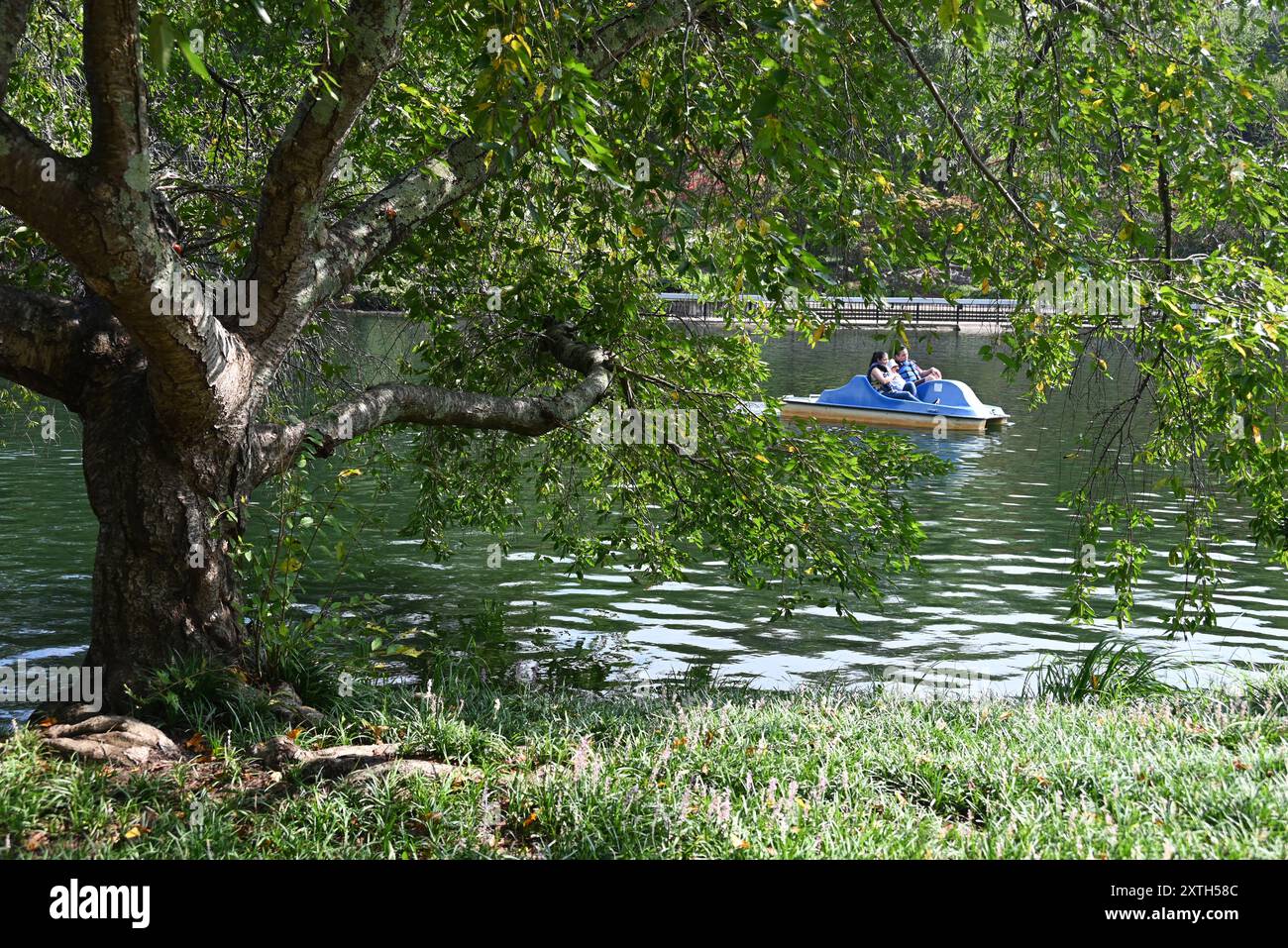 A pedal boat through the branches of a tree at the lake in Pullen Park ...