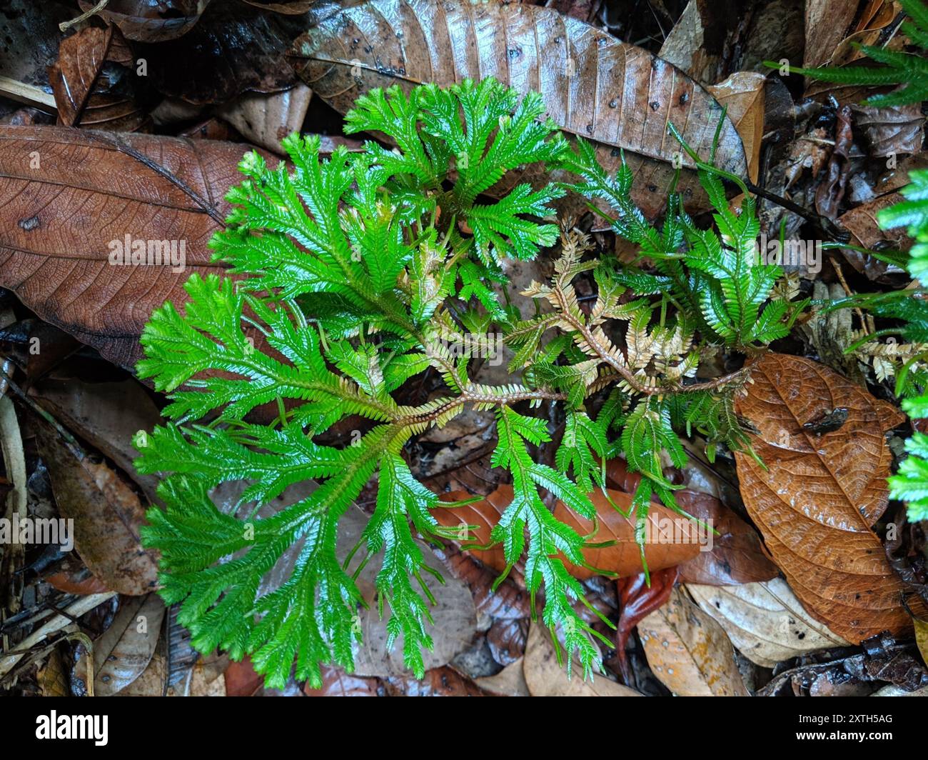 spikemosses (Selaginella) Plantae Stock Photo - Alamy
