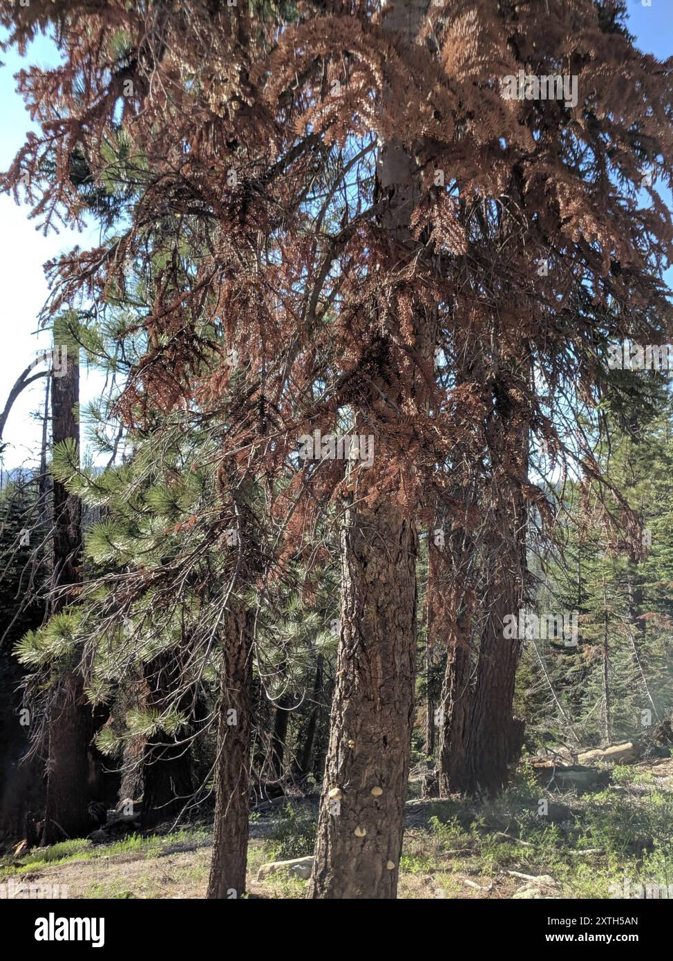Veiled Polypore (Cryptoporus volvatus) Fungi Stock Photo - Alamy