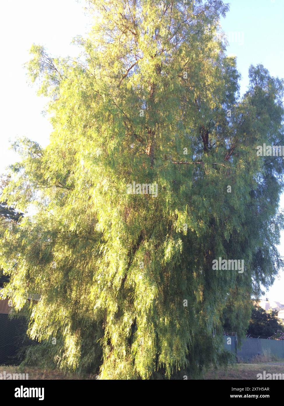 Peruvian Pepper Tree (Schinus molle) Plantae Stock Photo - Alamy