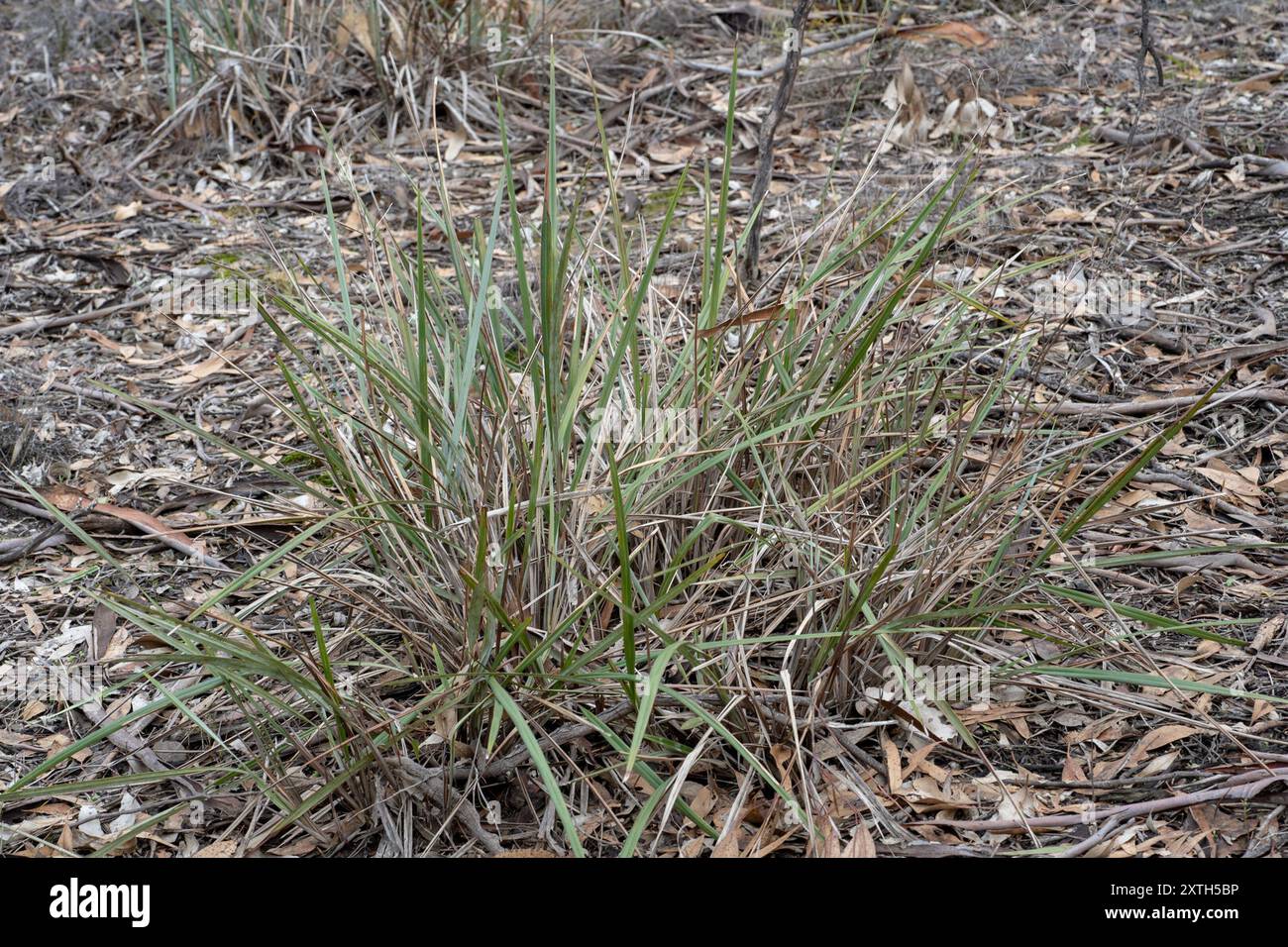 Blueberry Lily (Dianella revoluta) Plantae Stock Photo - Alamy