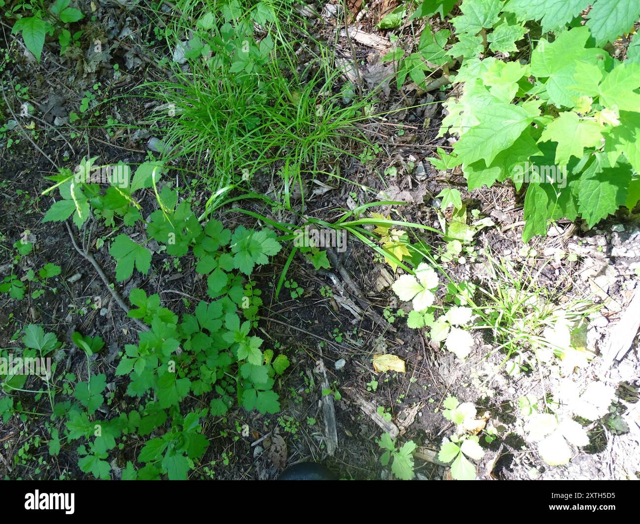 drooping woodland sedge (Carex arctata) Plantae Stock Photo - Alamy