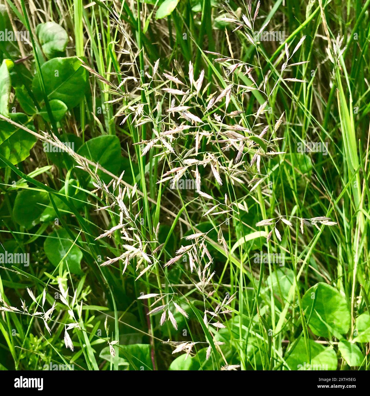 grasses (Poaceae) Plantae Stock Photo - Alamy