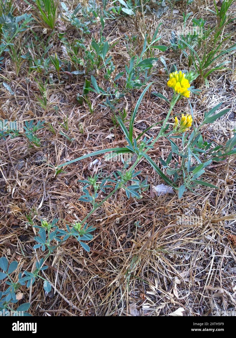 sickle alfalfa (Medicago falcata) Plantae Stock Photo - Alamy