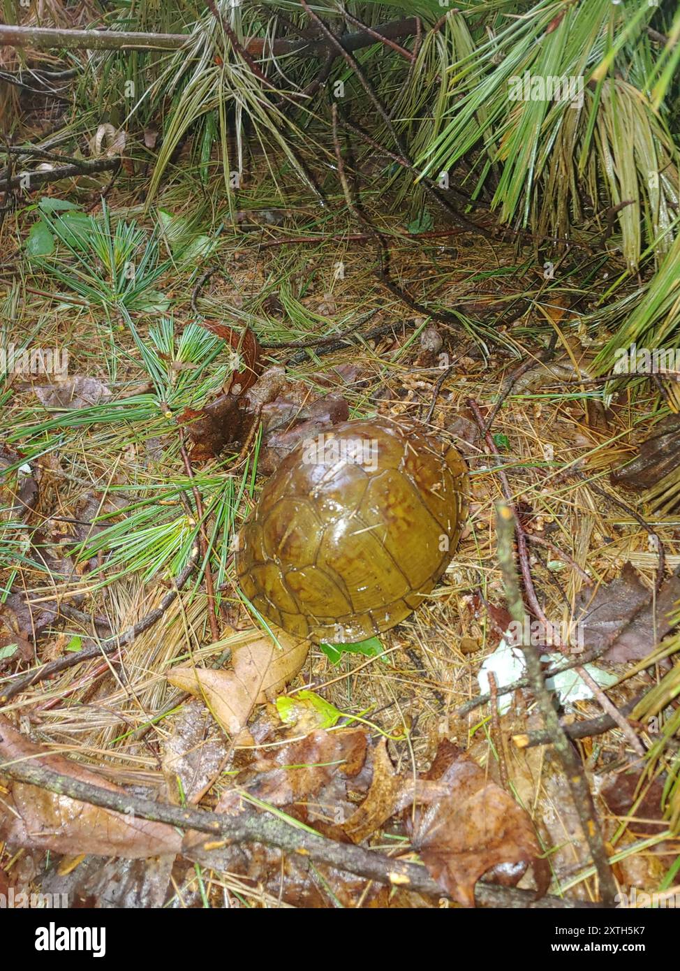 Three-toed Box Turtle (Terrapene triunguis) Reptilia Stock Photo - Alamy