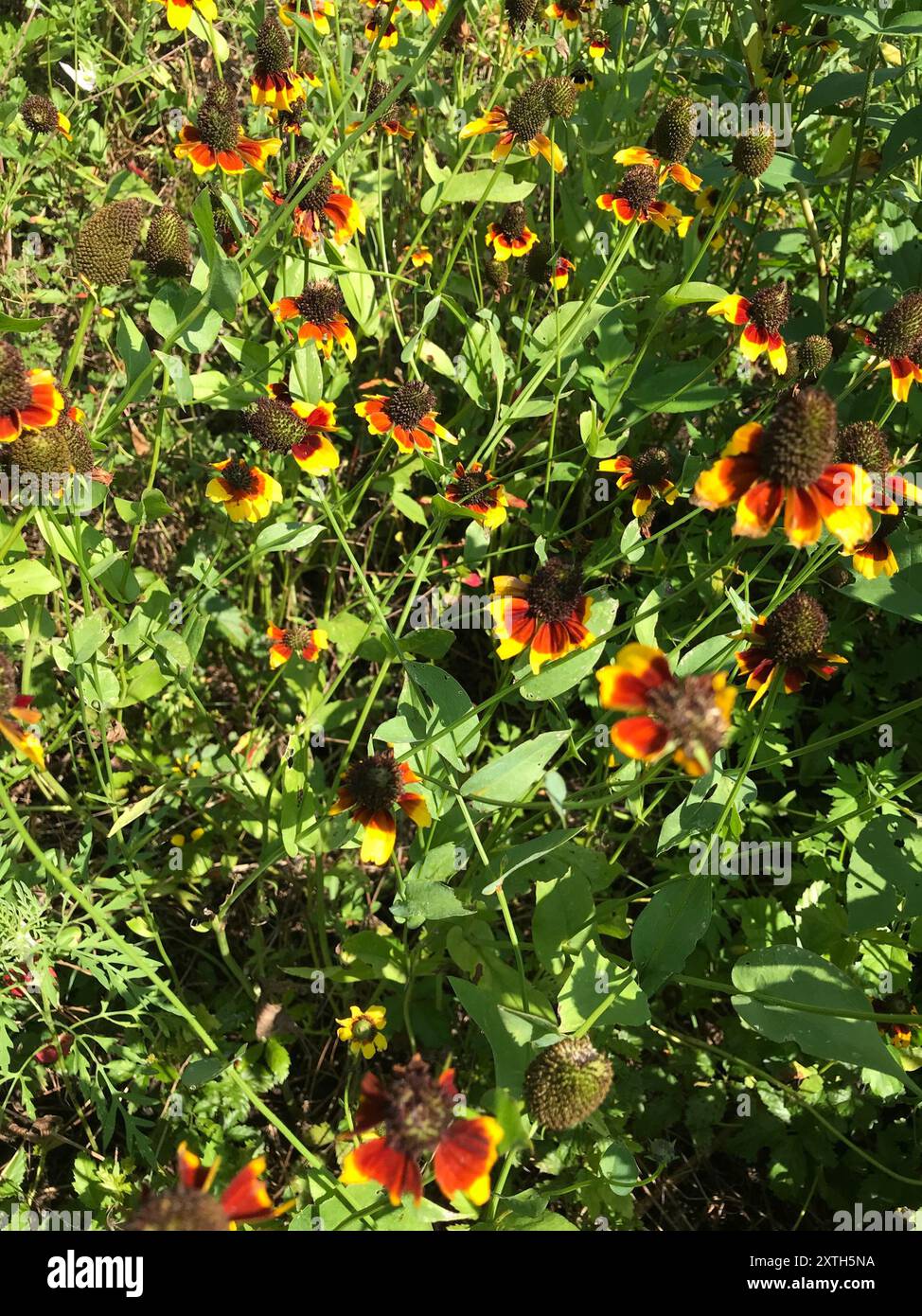 clasping coneflower (Rudbeckia amplexicaulis) Plantae Stock Photo - Alamy