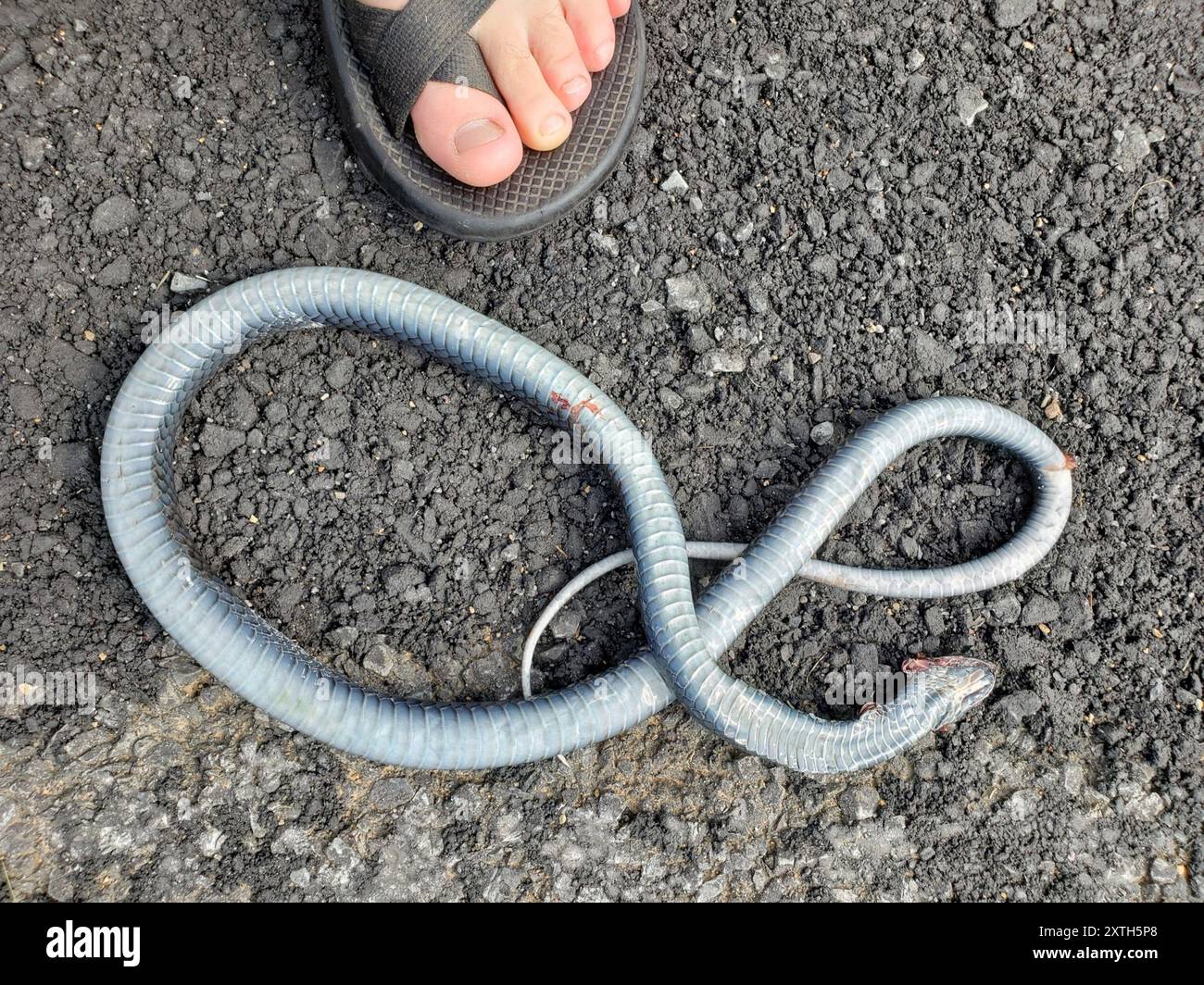 Southern Black Racer (Coluber constrictor priapus) Reptilia Stock Photo ...