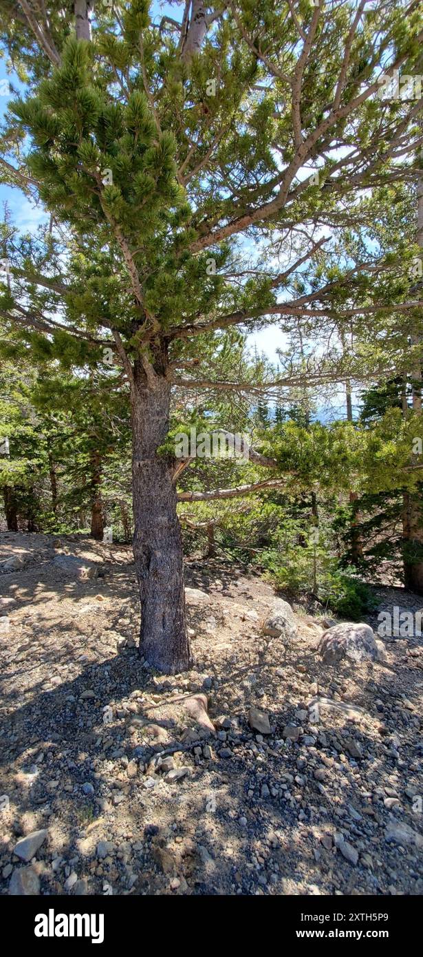 limber pine (Pinus flexilis) Plantae Stock Photo - Alamy