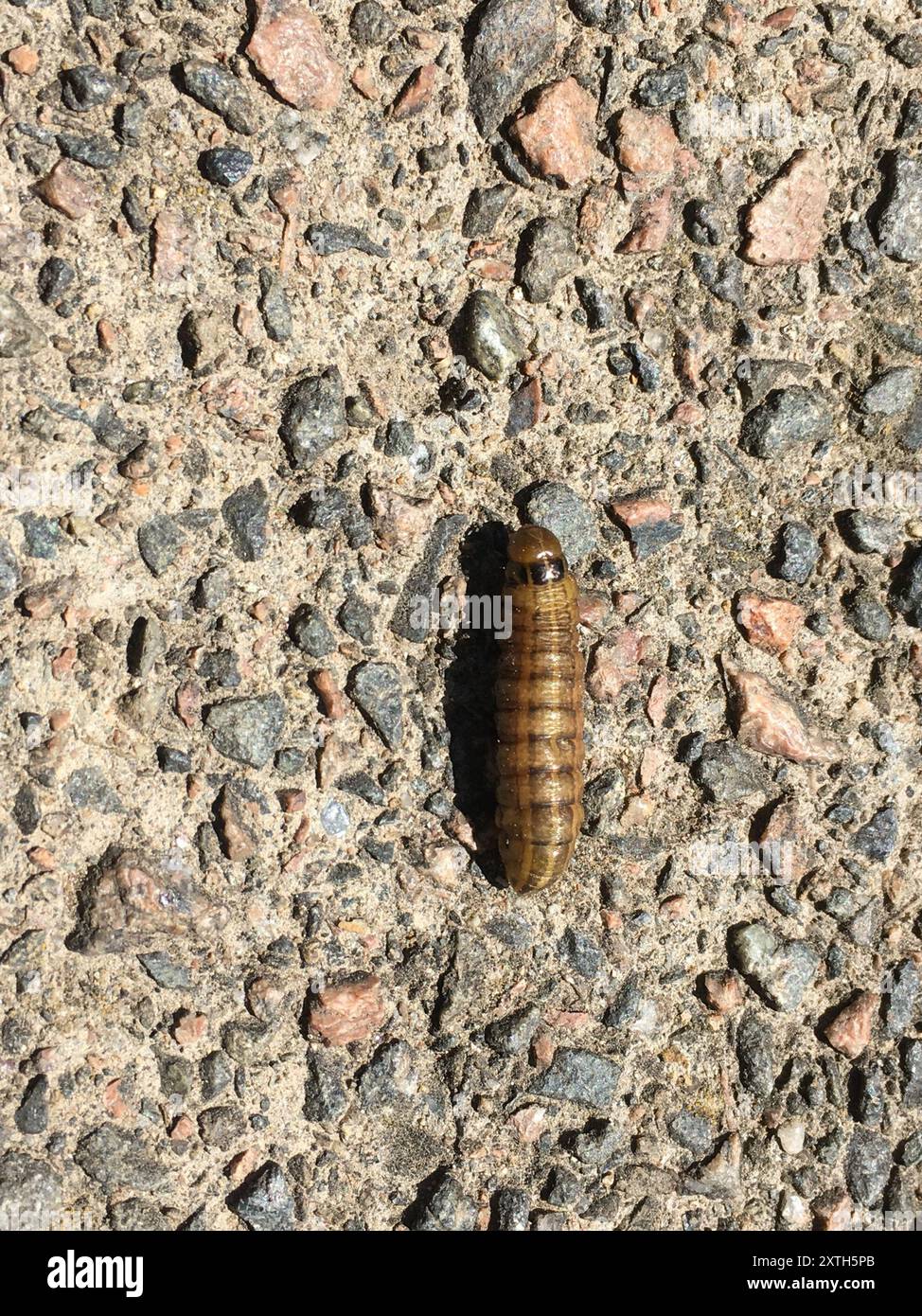 Bronzed Cutworm Moth (Nephelodes minians) Insecta Stock Photo - Alamy
