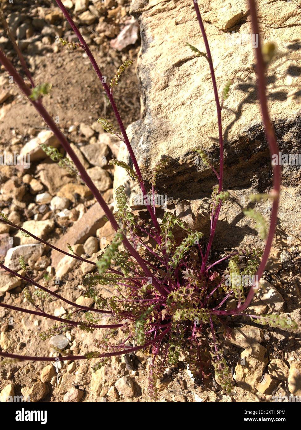 Lobeleaf Groundsel (Packera multilobata) Plantae Stock Photo - Alamy