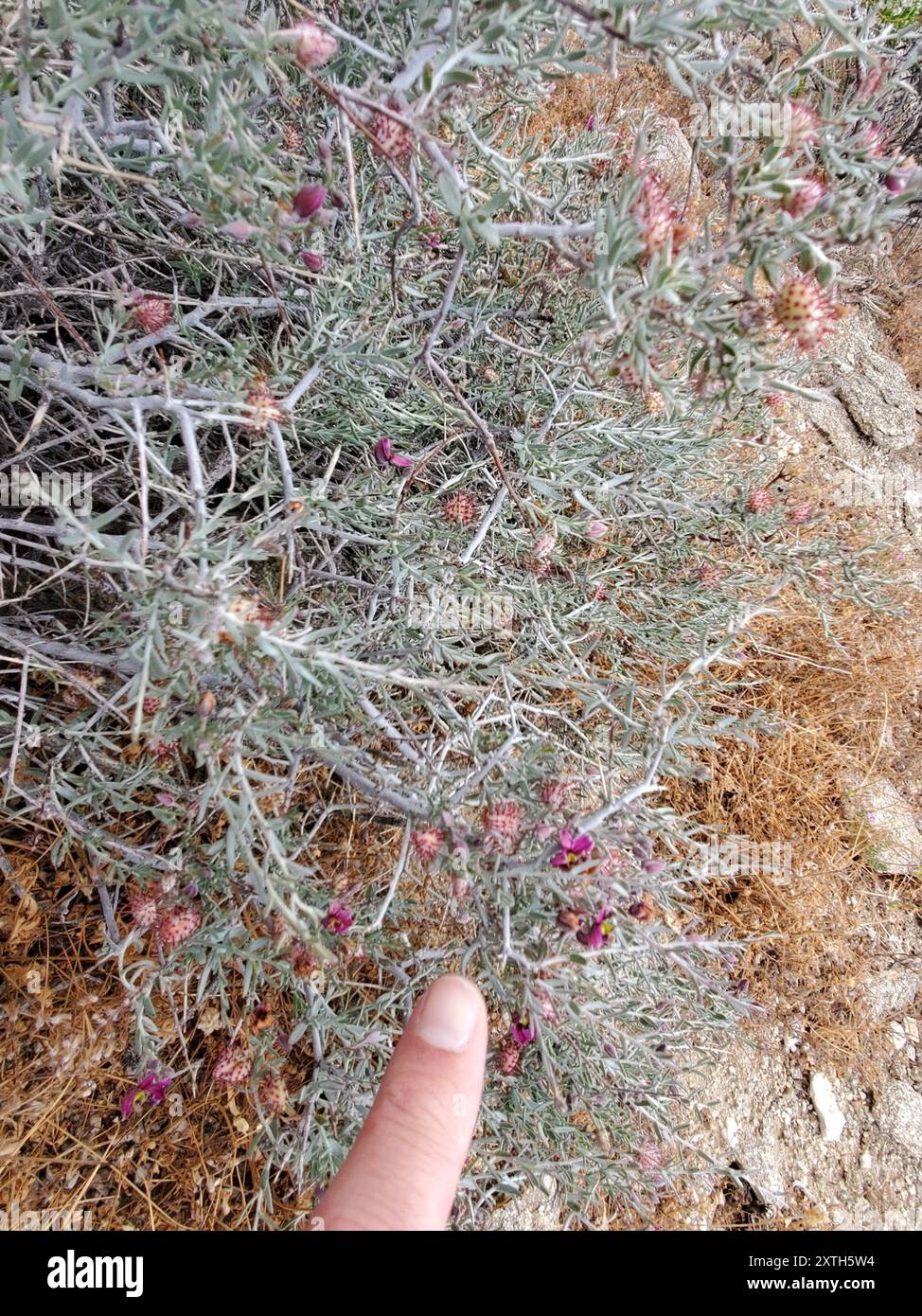 Littleleaf Rhatany (Krameria erecta) Plantae Stock Photo - Alamy