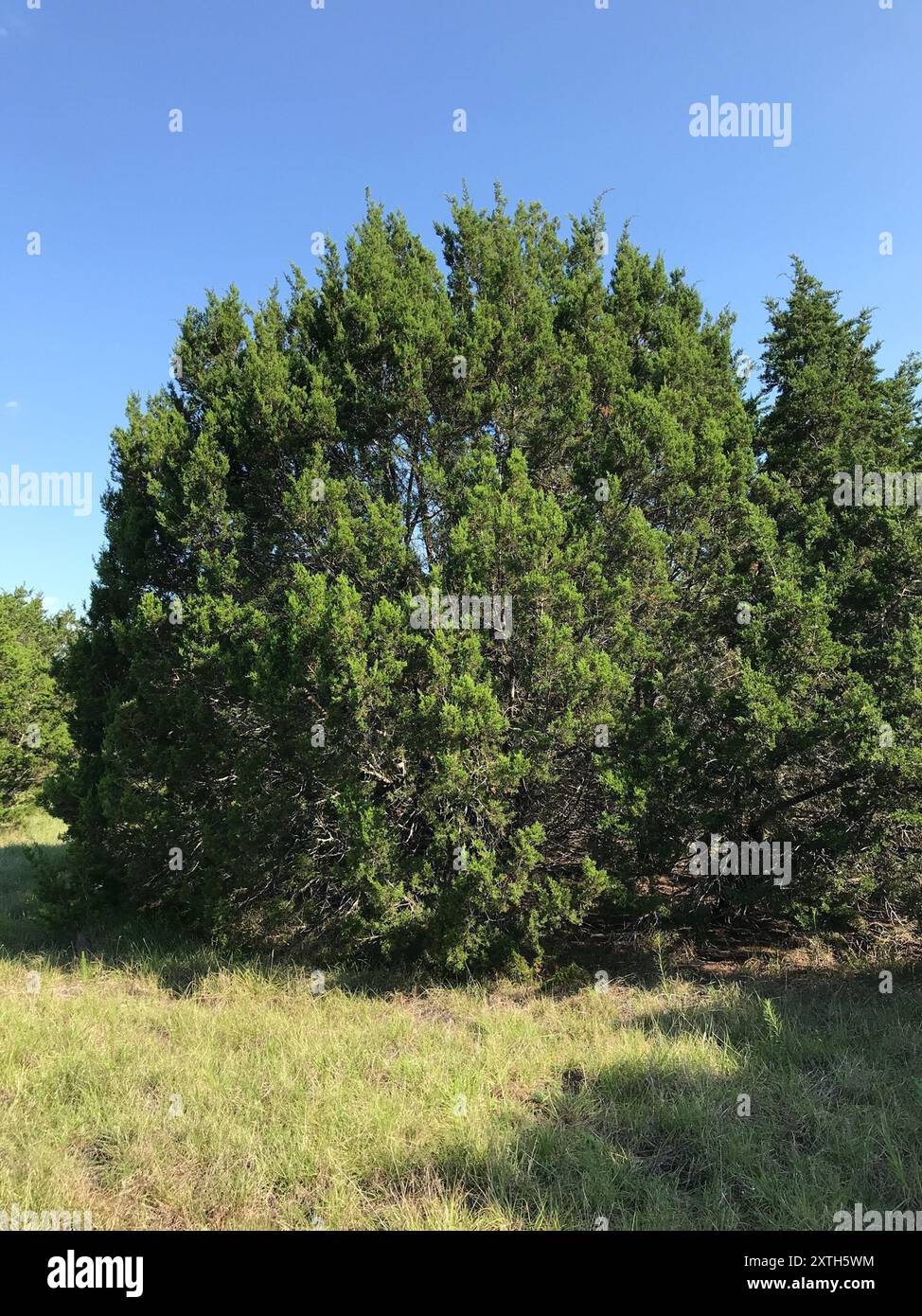Ashe juniper (Juniperus ashei) Plantae Stock Photo - Alamy