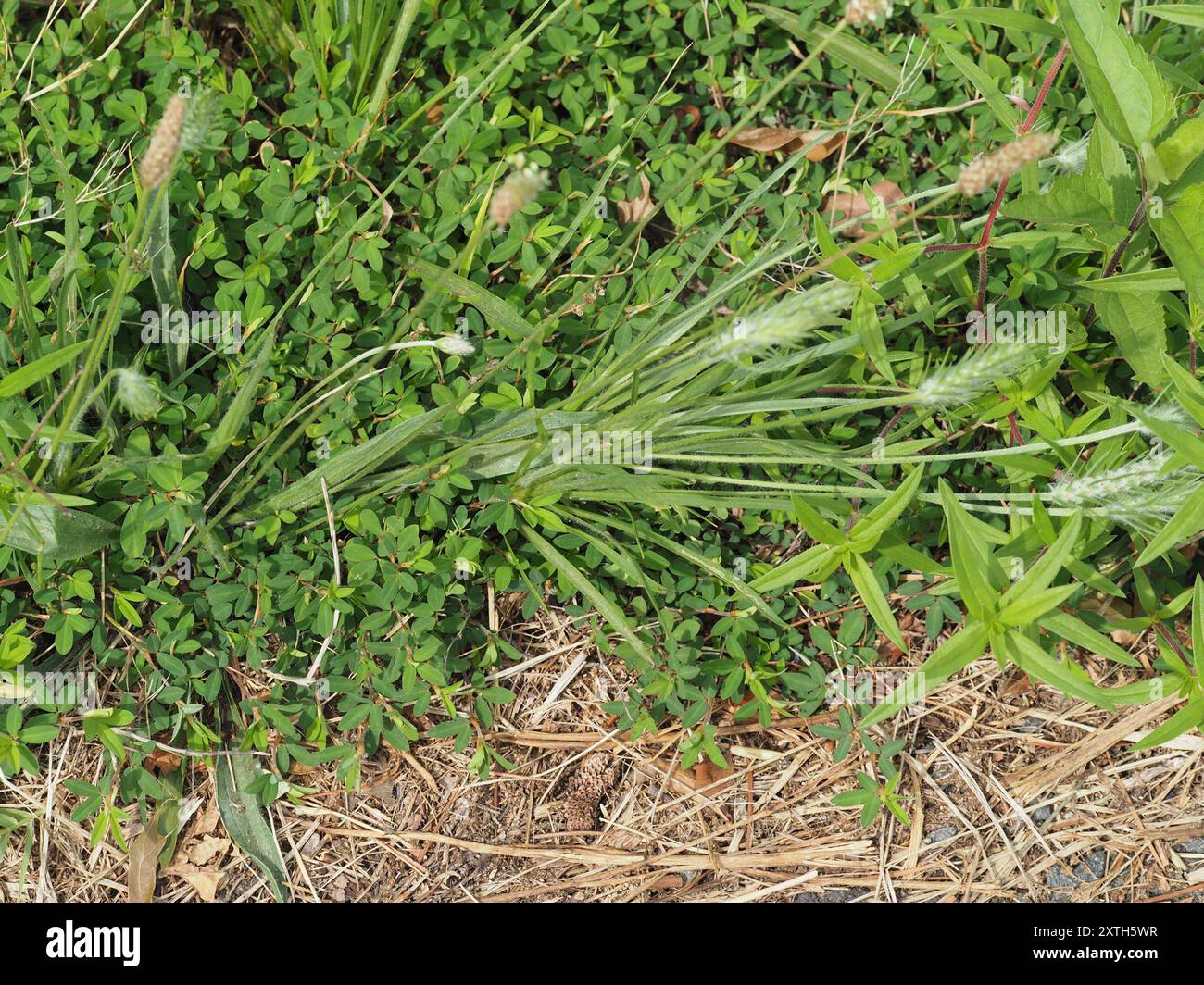 bracted plantain (Plantago aristata) Plantae Stock Photo - Alamy
