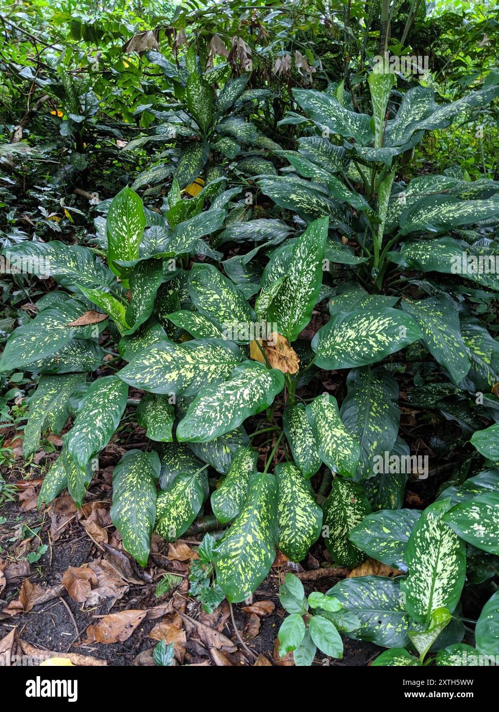 dumb canes (Dieffenbachia) Plantae Stock Photo - Alamy