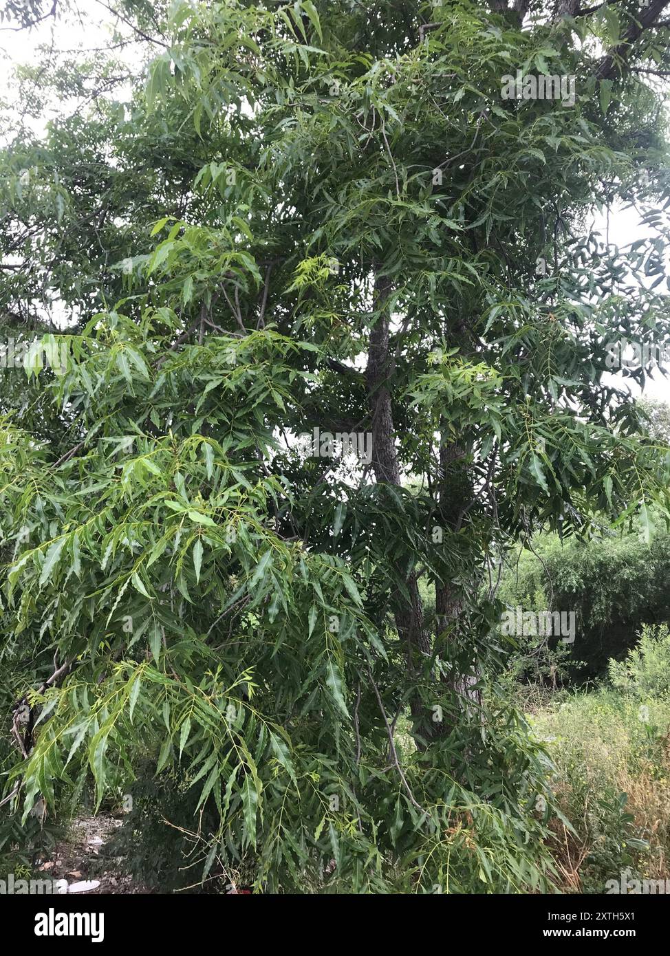 velvet ash (Fraxinus velutina) Plantae Stock Photo - Alamy