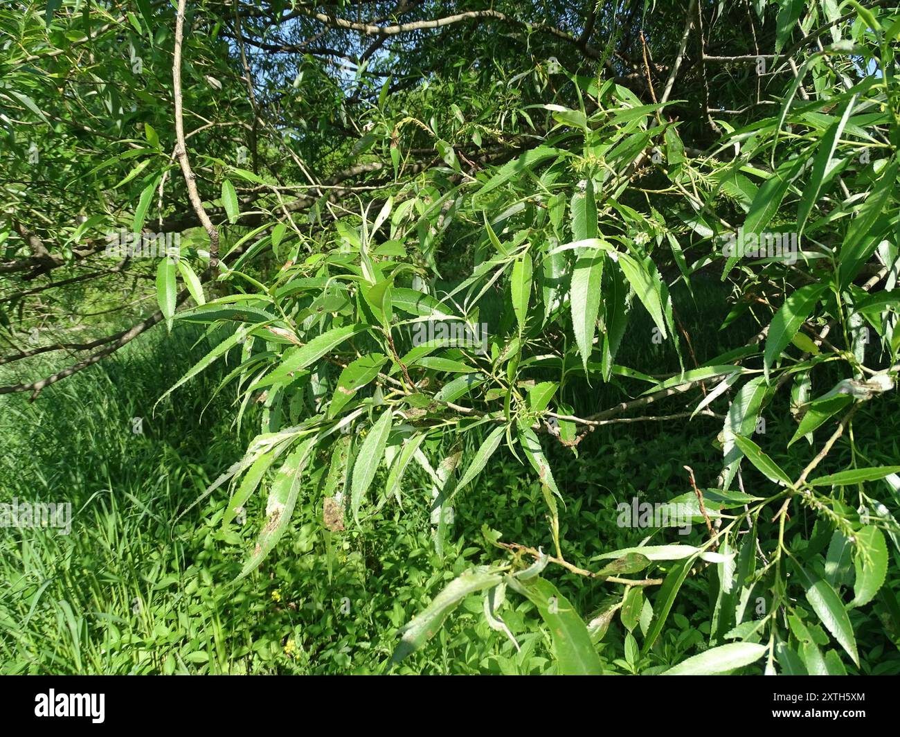 hybrid crack willow (Salix × fragilis) Plantae Stock Photo - Alamy