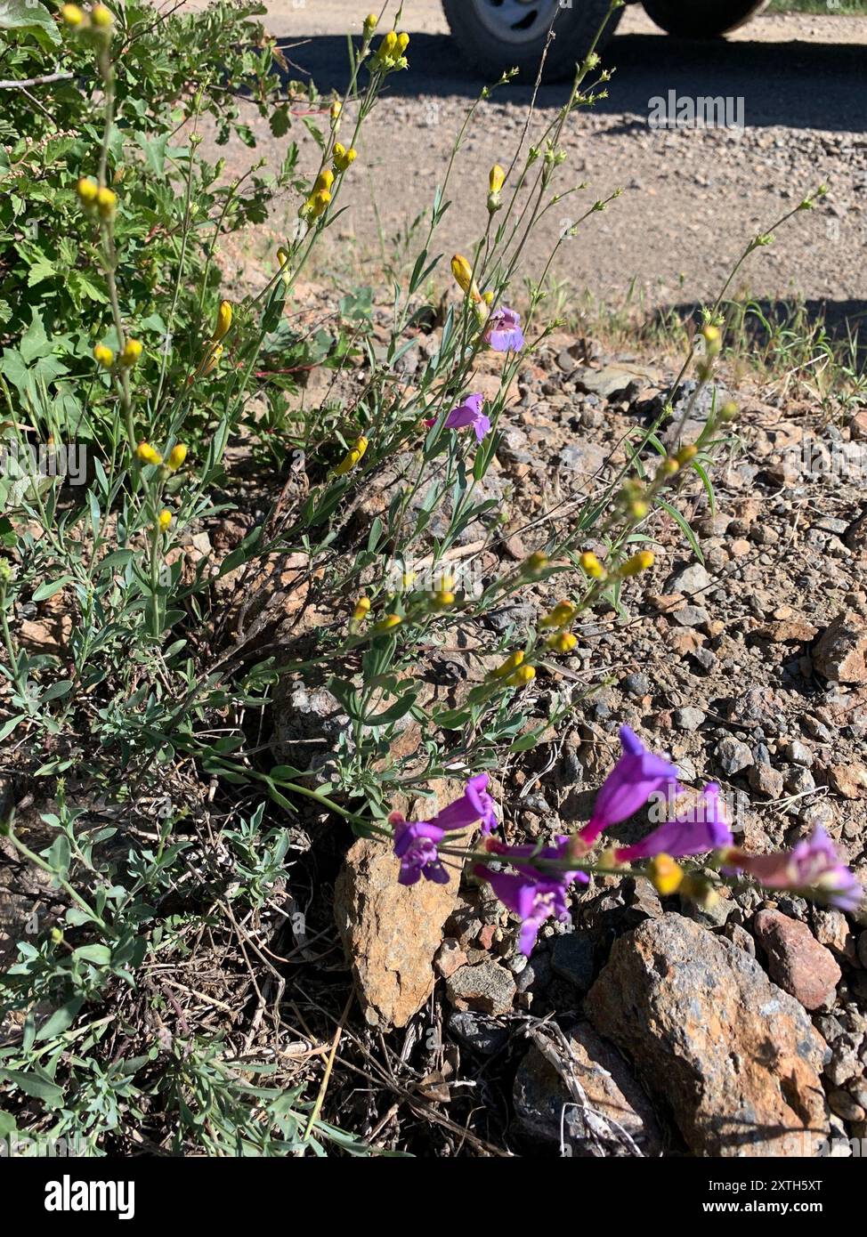 Azure Penstemon (Penstemon azureus) Plantae Stock Photo - Alamy
