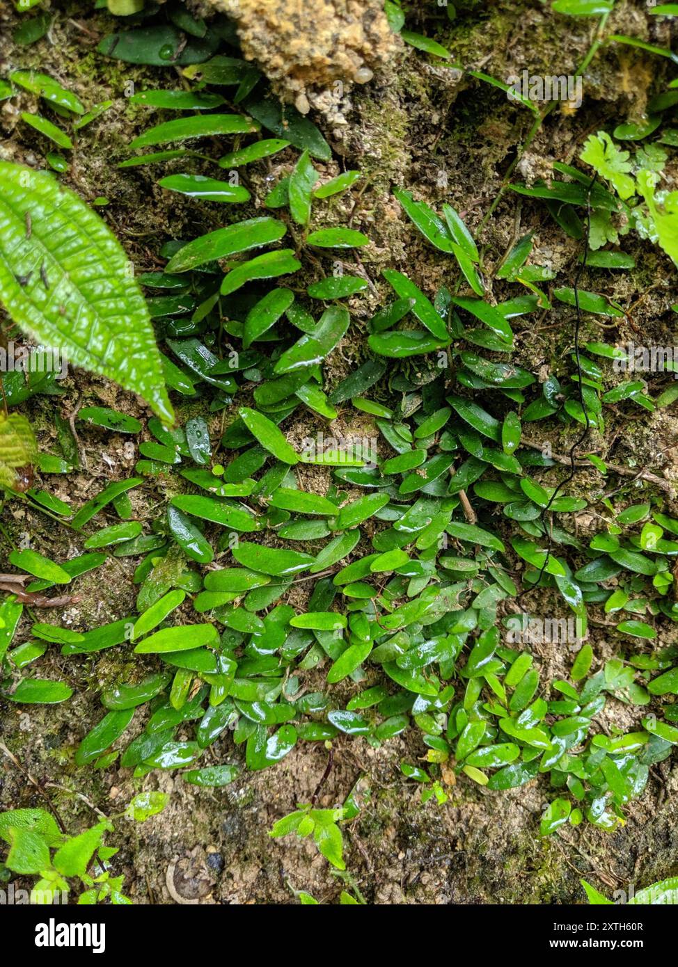 vascular plants (Tracheophyta) Plantae Stock Photo - Alamy
