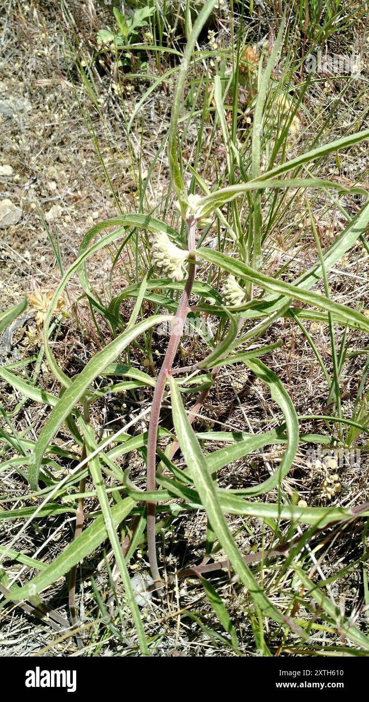 green comet milkweed (Asclepias viridiflora) Plantae Stock Photo - Alamy
