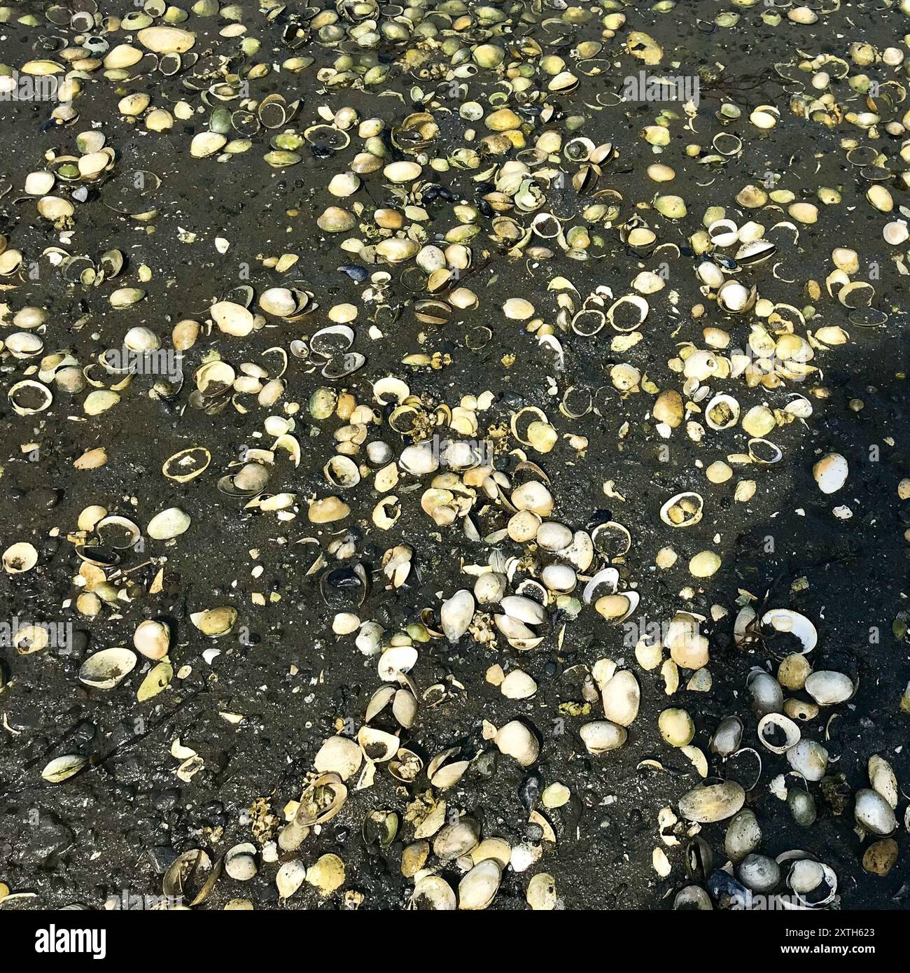 Pacific Littleneck Clam (Leukoma staminea) Mollusca Stock Photo - Alamy