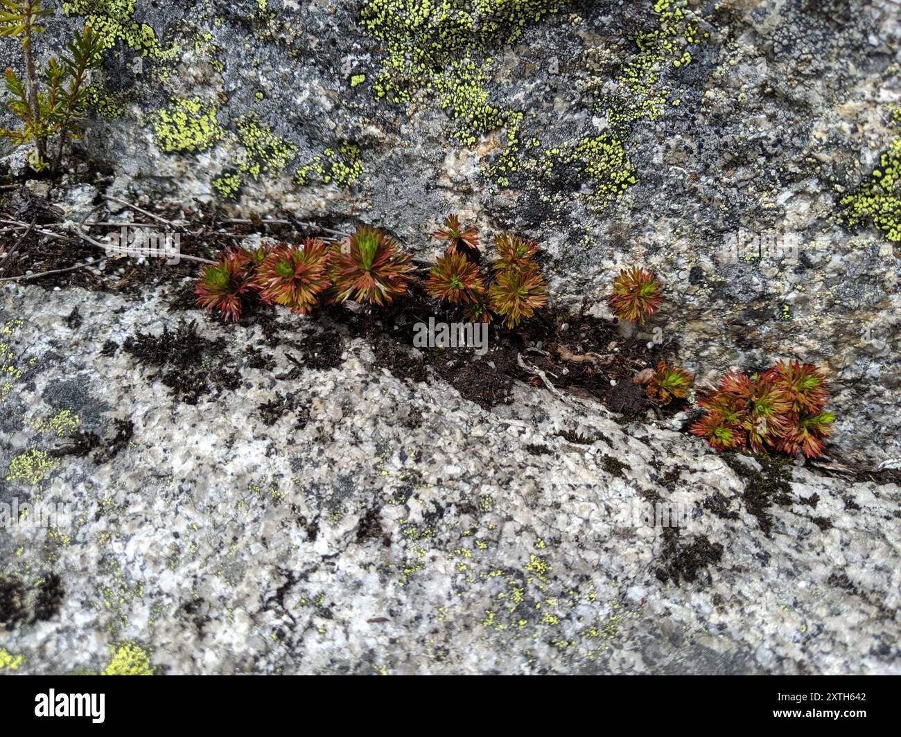 Partridgefoot (Luetkea pectinata) Plantae Stock Photo - Alamy