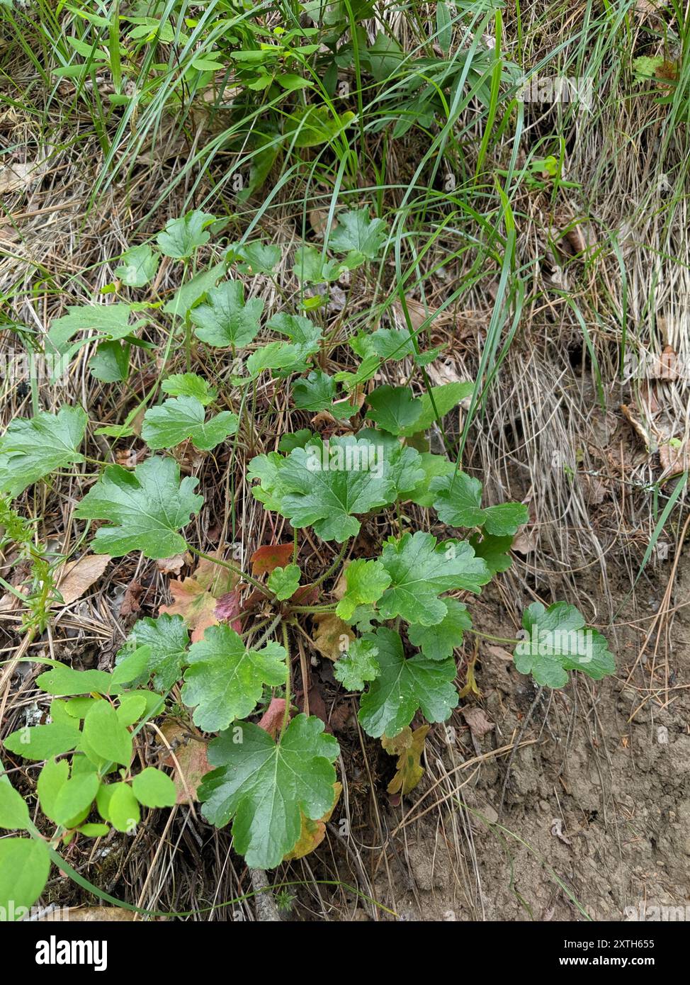 roundleaf alumroot (Heuchera cylindrica) Plantae Stock Photo - Alamy