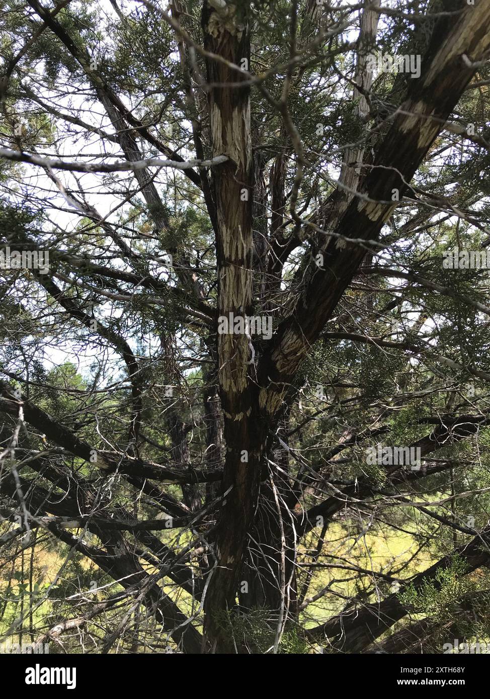 Ashe juniper (Juniperus ashei) Plantae Stock Photo - Alamy