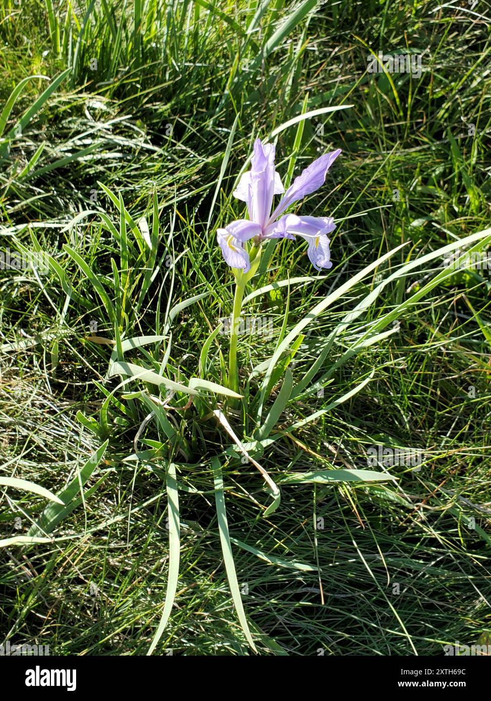 western blue flag (Iris missouriensis) Plantae Stock Photo - Alamy