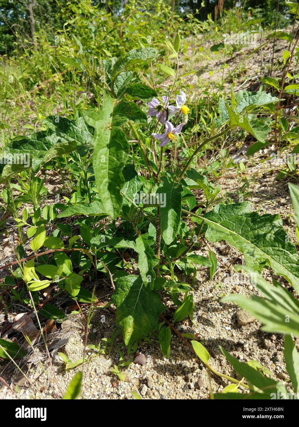 Carolina horsenettle (Solanum carolinense) Plantae Stock Photo - Alamy